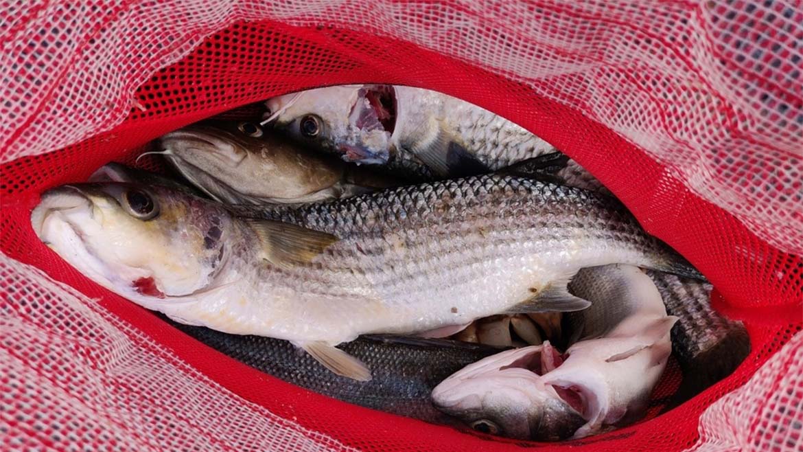 How to Fish in a Lake: Tips for Lake Fishing and the Best Ways to Catch ...