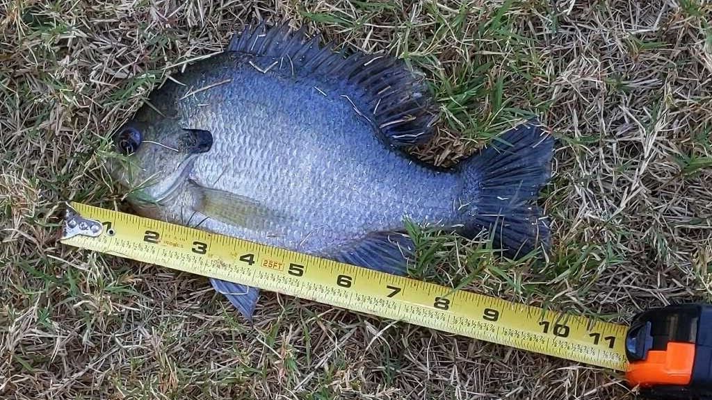 How to Catch Bluegill: Best Time, Gear, and Pro Tips